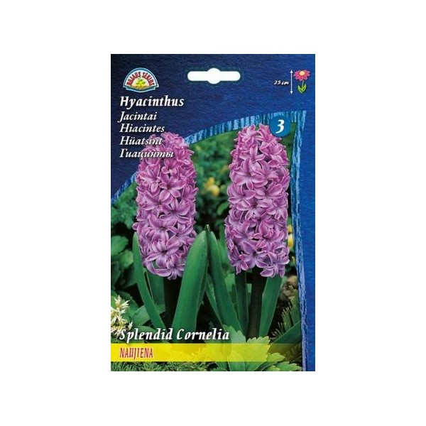 JACINTAI SPLENDID CORNELIA | Hiacintai | Nojus.lt